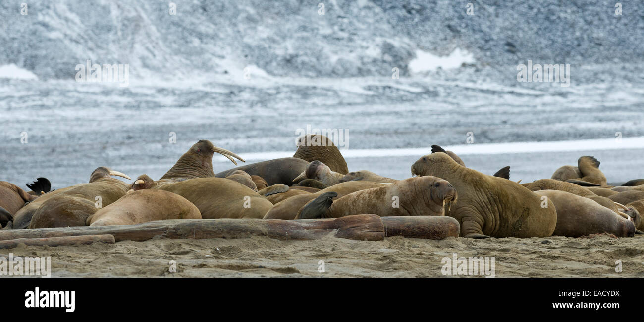 Group walruses odobenus rosmarus hi-res stock photography and images ...