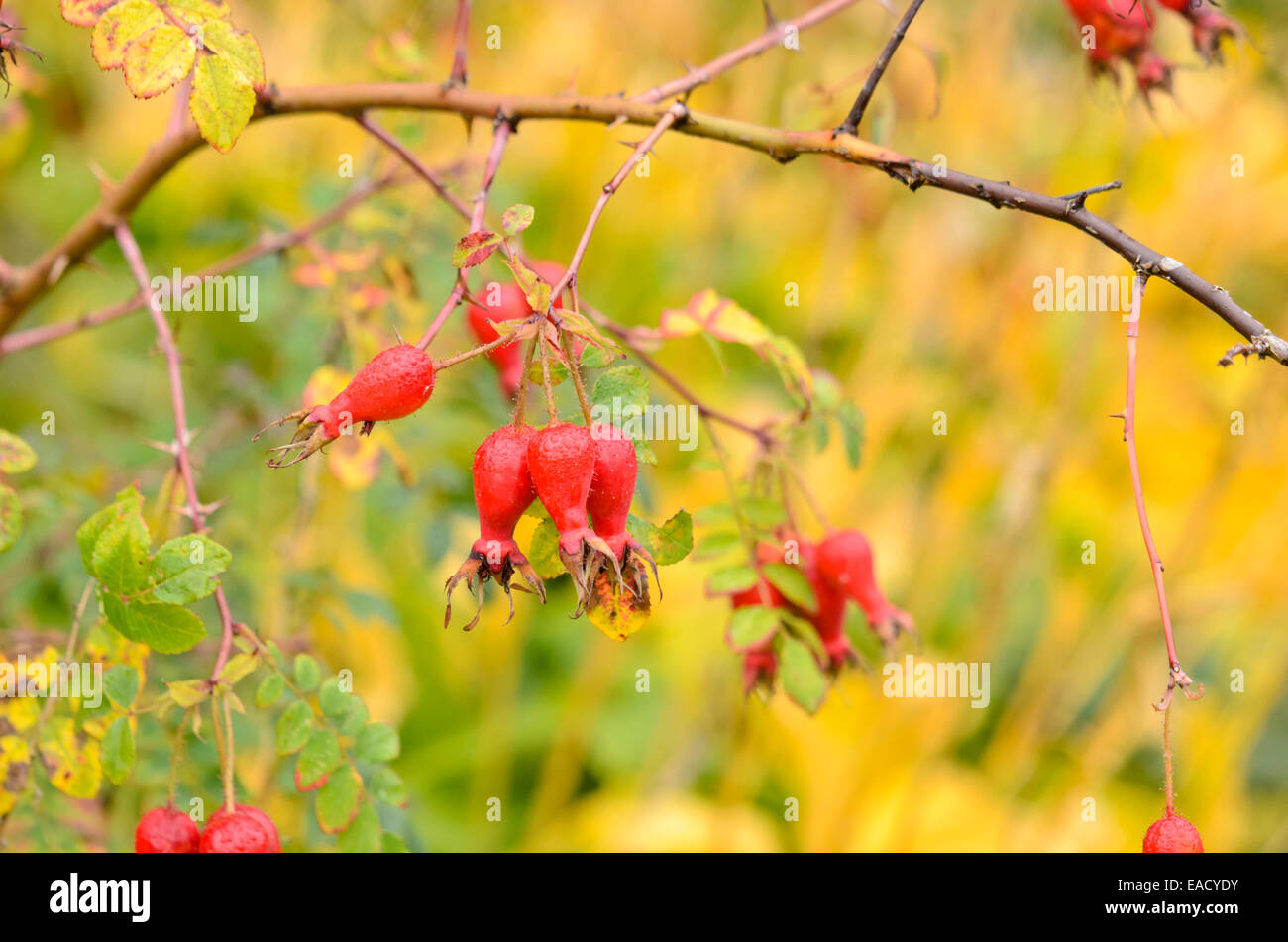 Rose (Rosa moyesii Stock Photo - Alamy