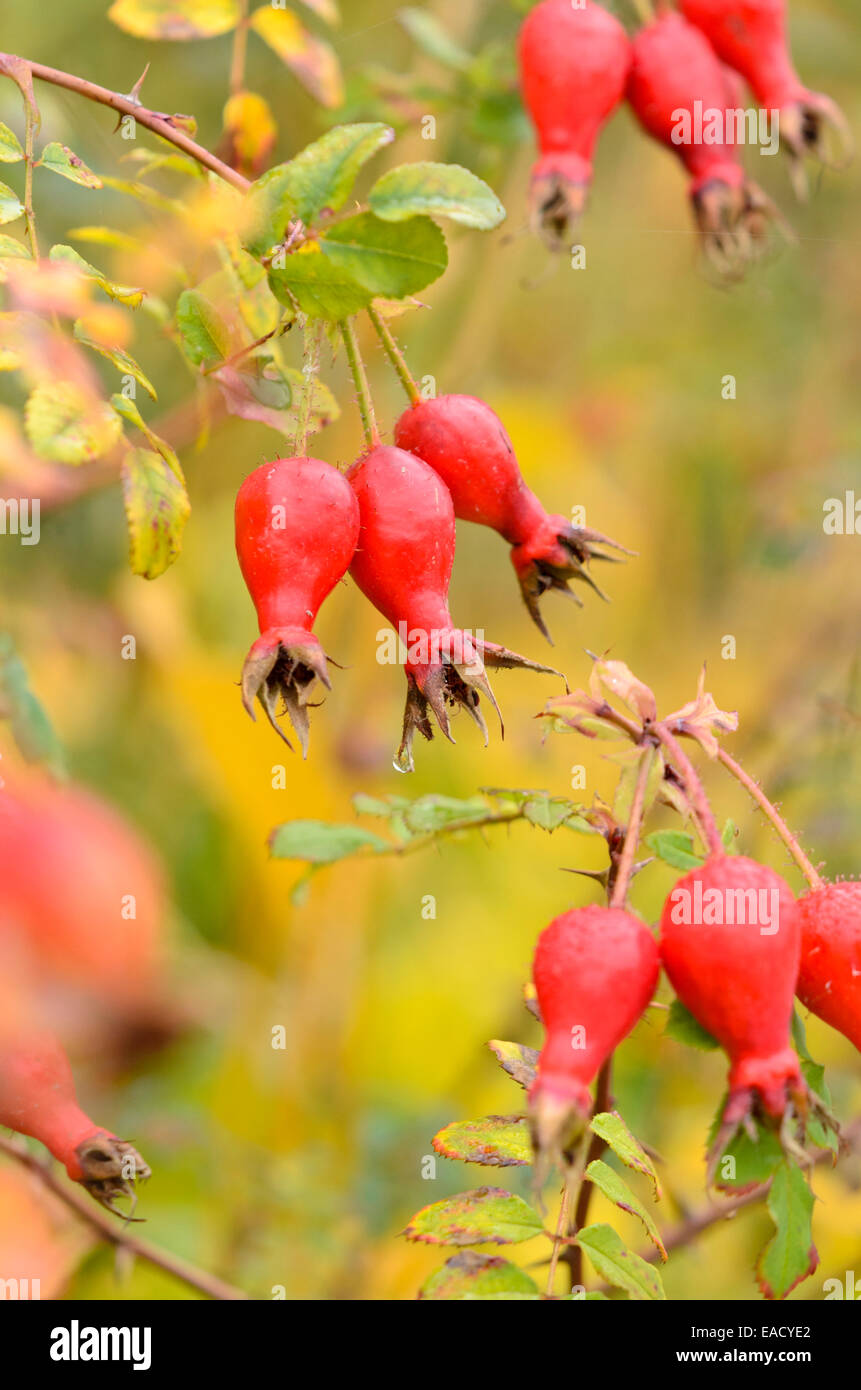 Rose (Rosa moyesii Stock Photo - Alamy
