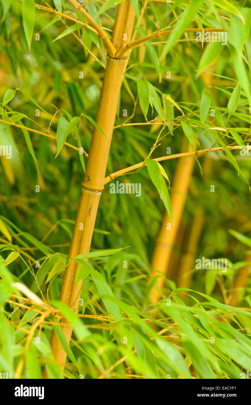 Bamboo (Phyllostachys vivax 'Aureocaulis' Stock Photo - Alamy