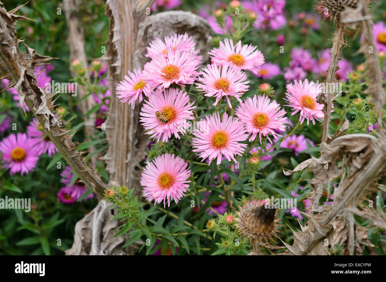 New England aster (Aster novae-angliae 'Rosa Sieger' Stock Photo - Alamy