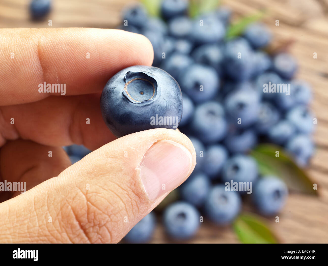Blueberry in the man's hand. Blueberries over old wooden table in the ...