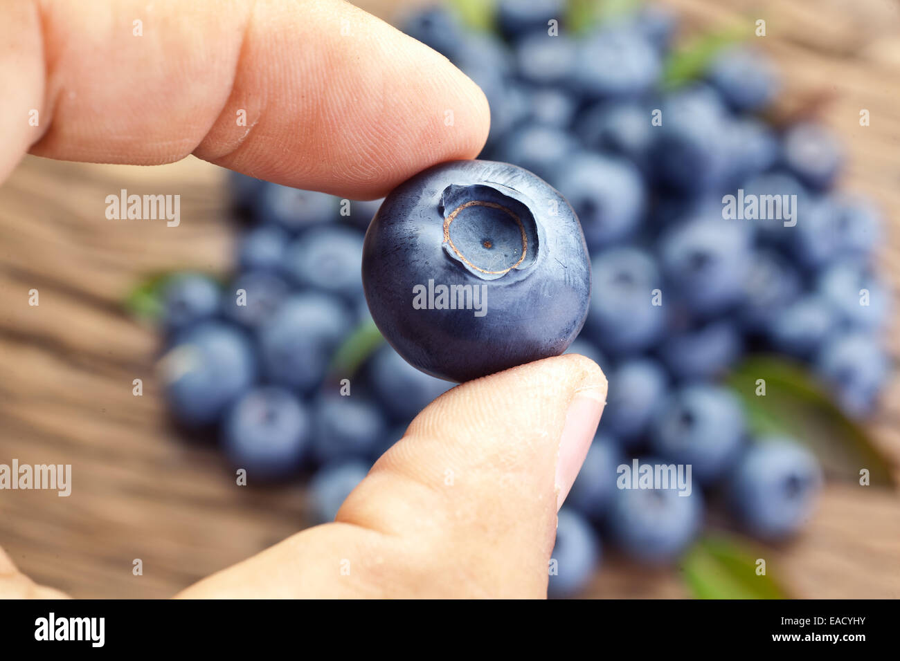 Blueberry in the man's hand. Blueberries over old wooden table in the ...