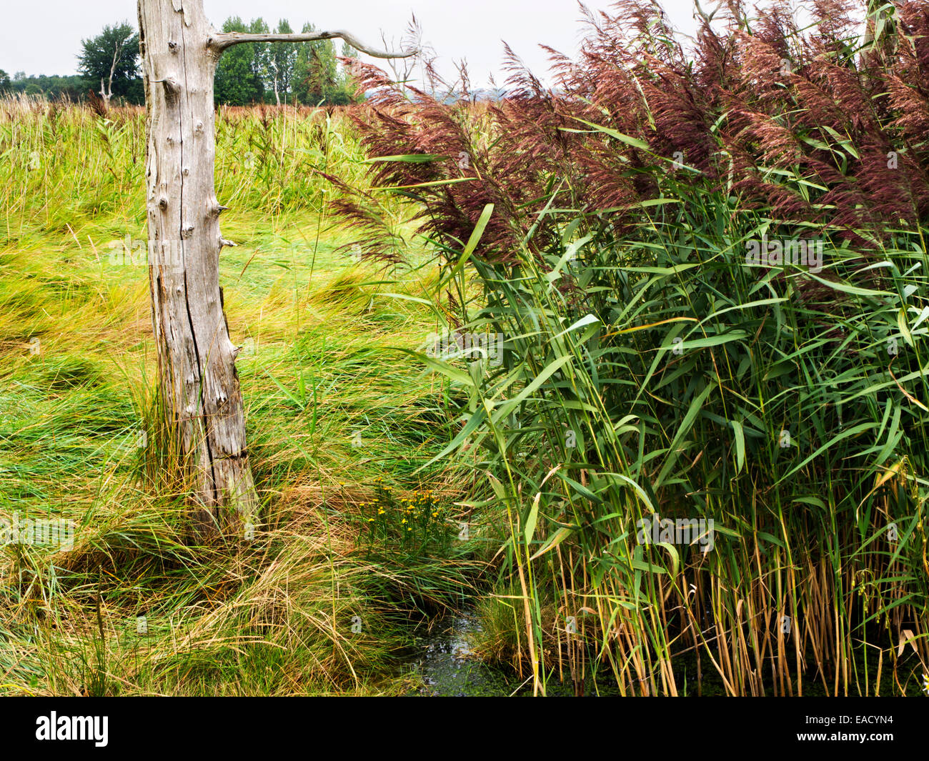 Dead Tree and Reed Bed near Snape Suffolk England Stock Photo - Alamy