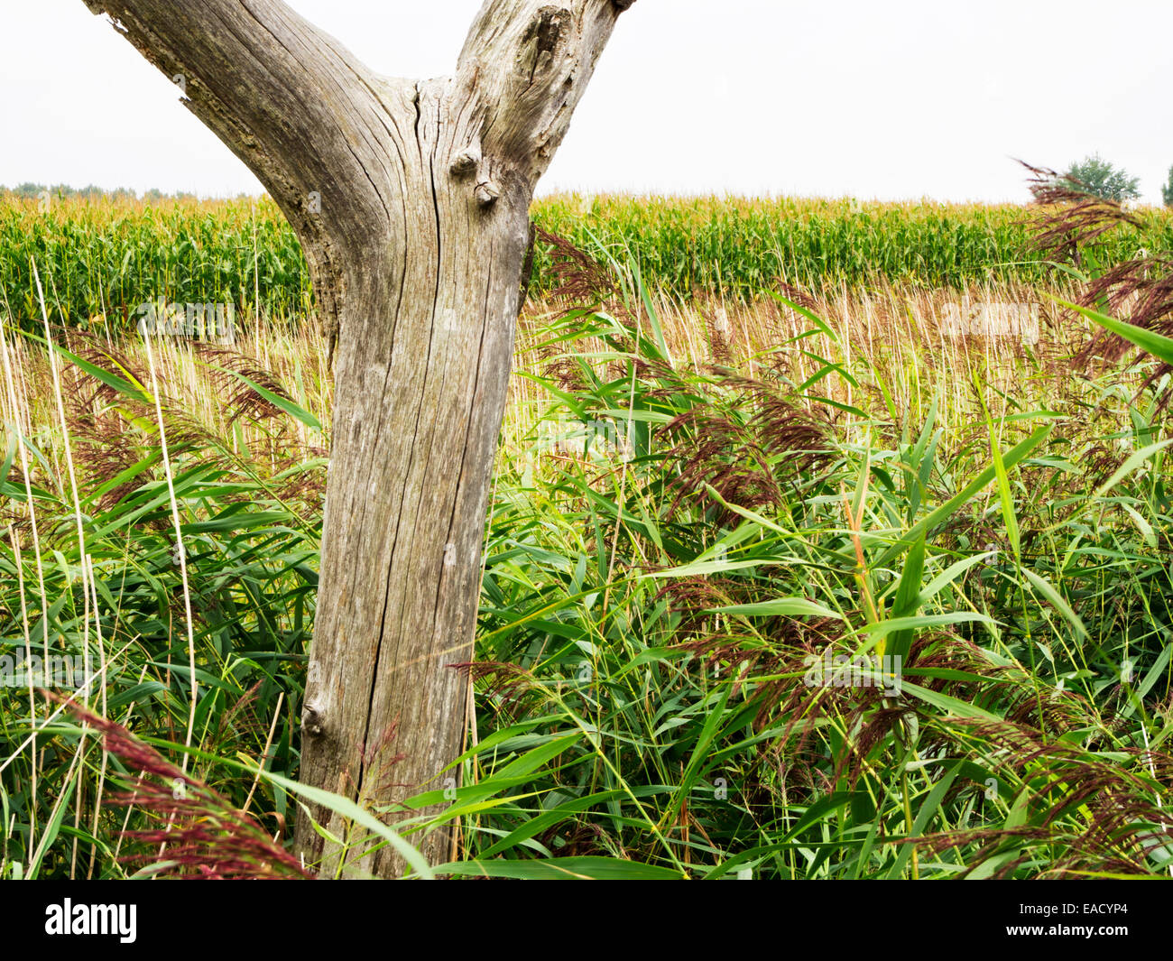 Dead reed bed hi-res stock photography and images - Alamy