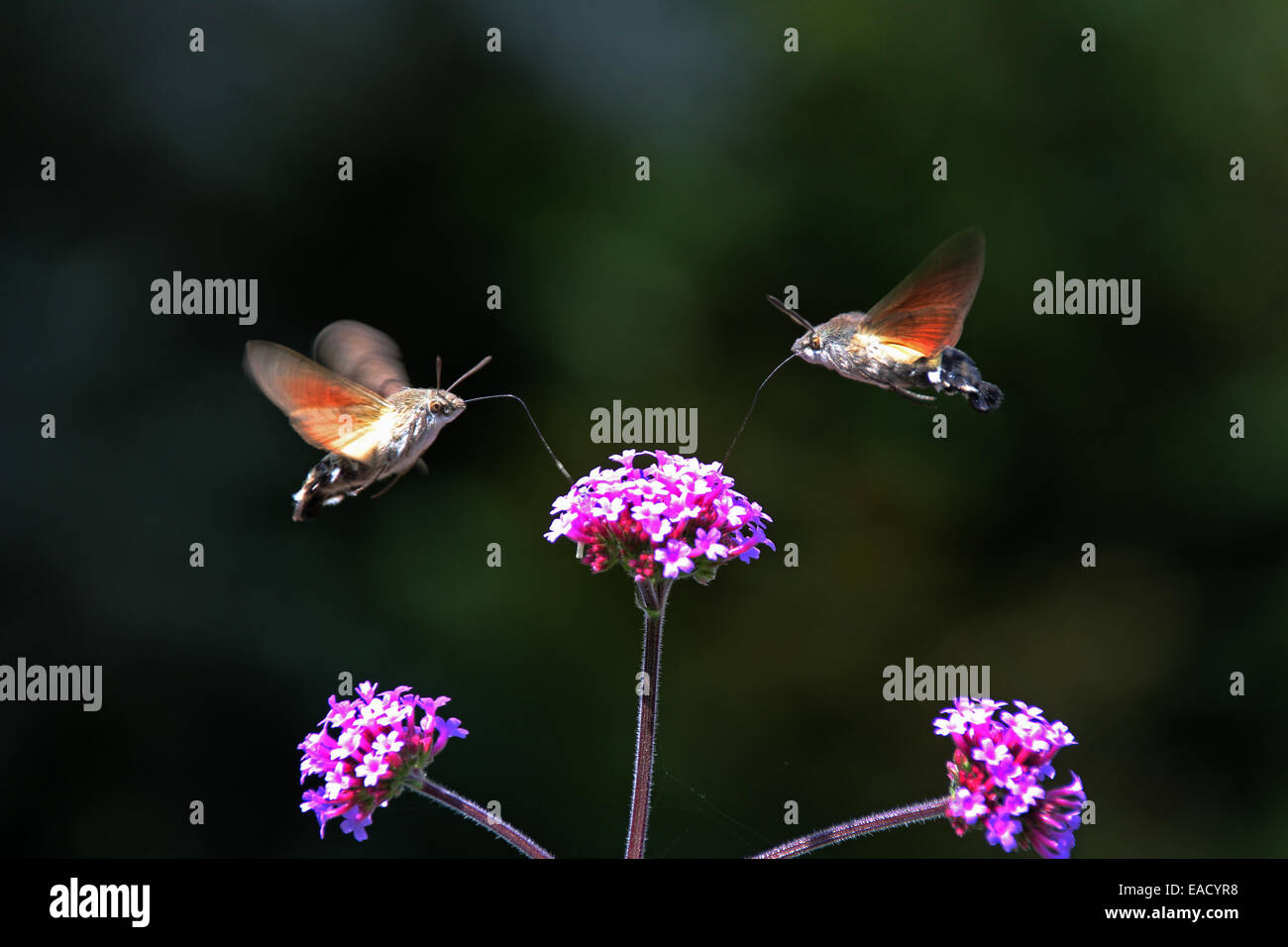 Hummingbird Hawk-moths or Hummingmoths (Macroglossum stellatarum ...