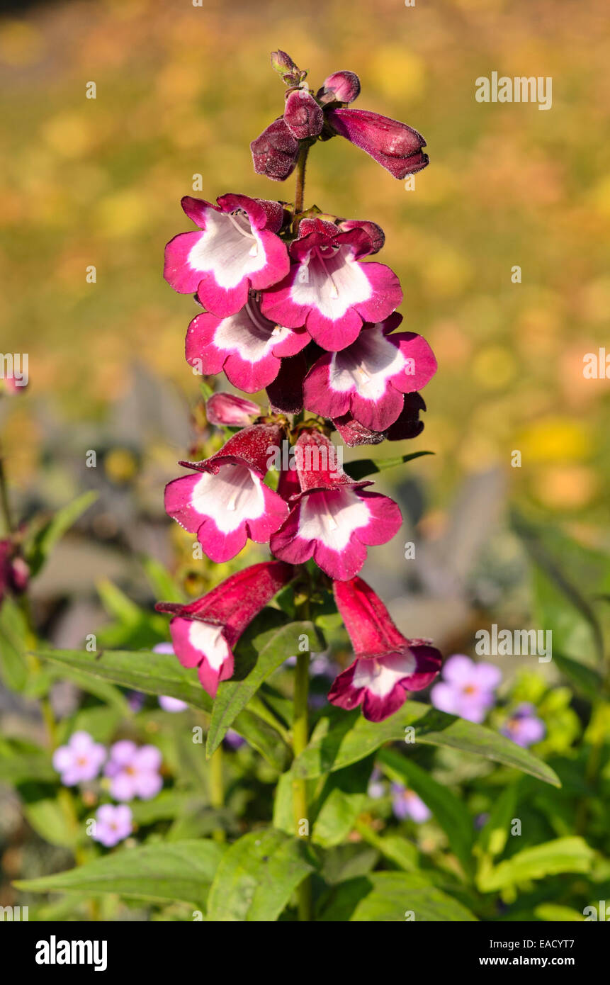 Hartweg's beard tongue (Penstemon hartwegii 'Phoenix Violet' Stock ...