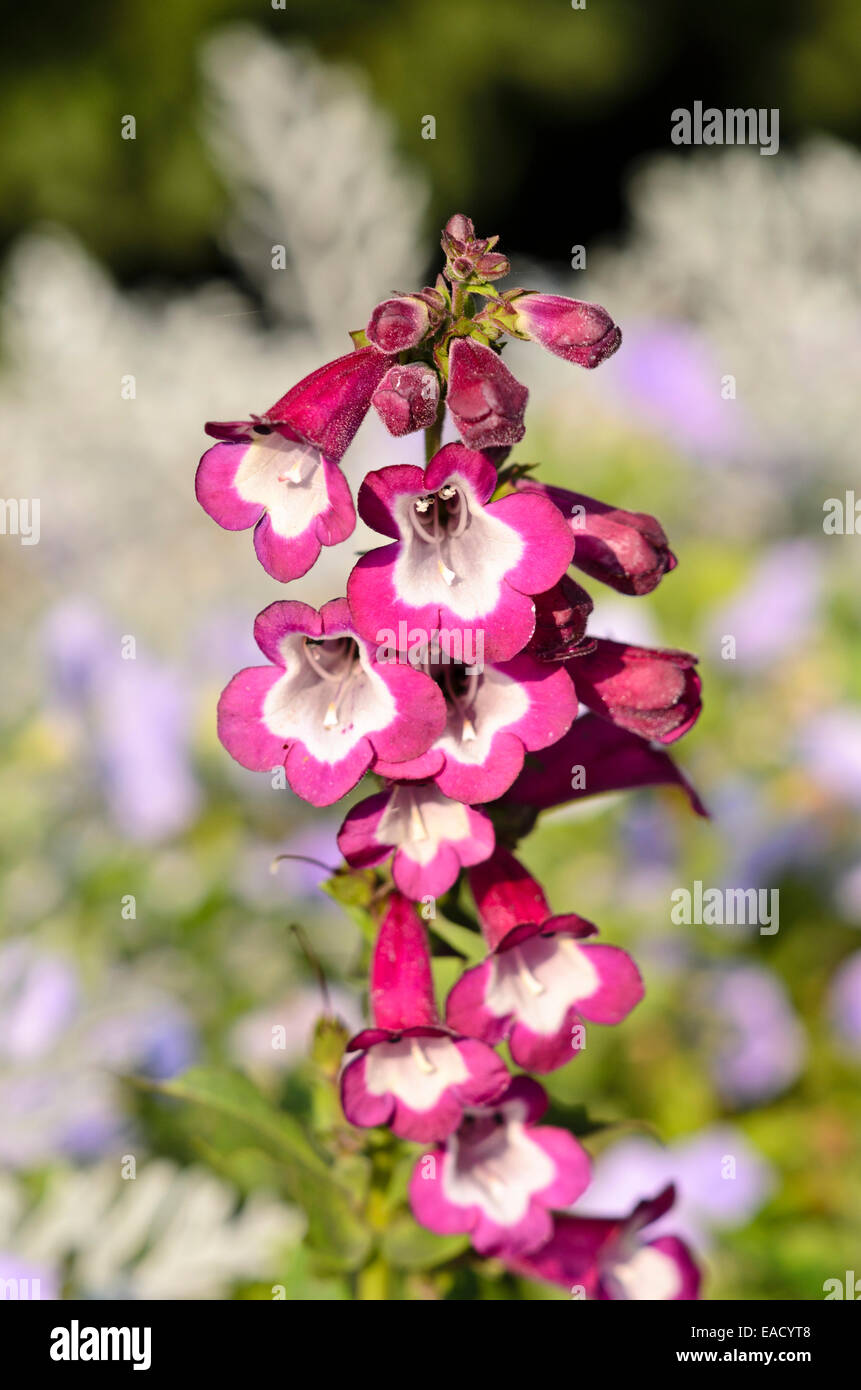 Hartweg's beard tongue (Penstemon hartwegii 'Phoenix Violet' Stock ...