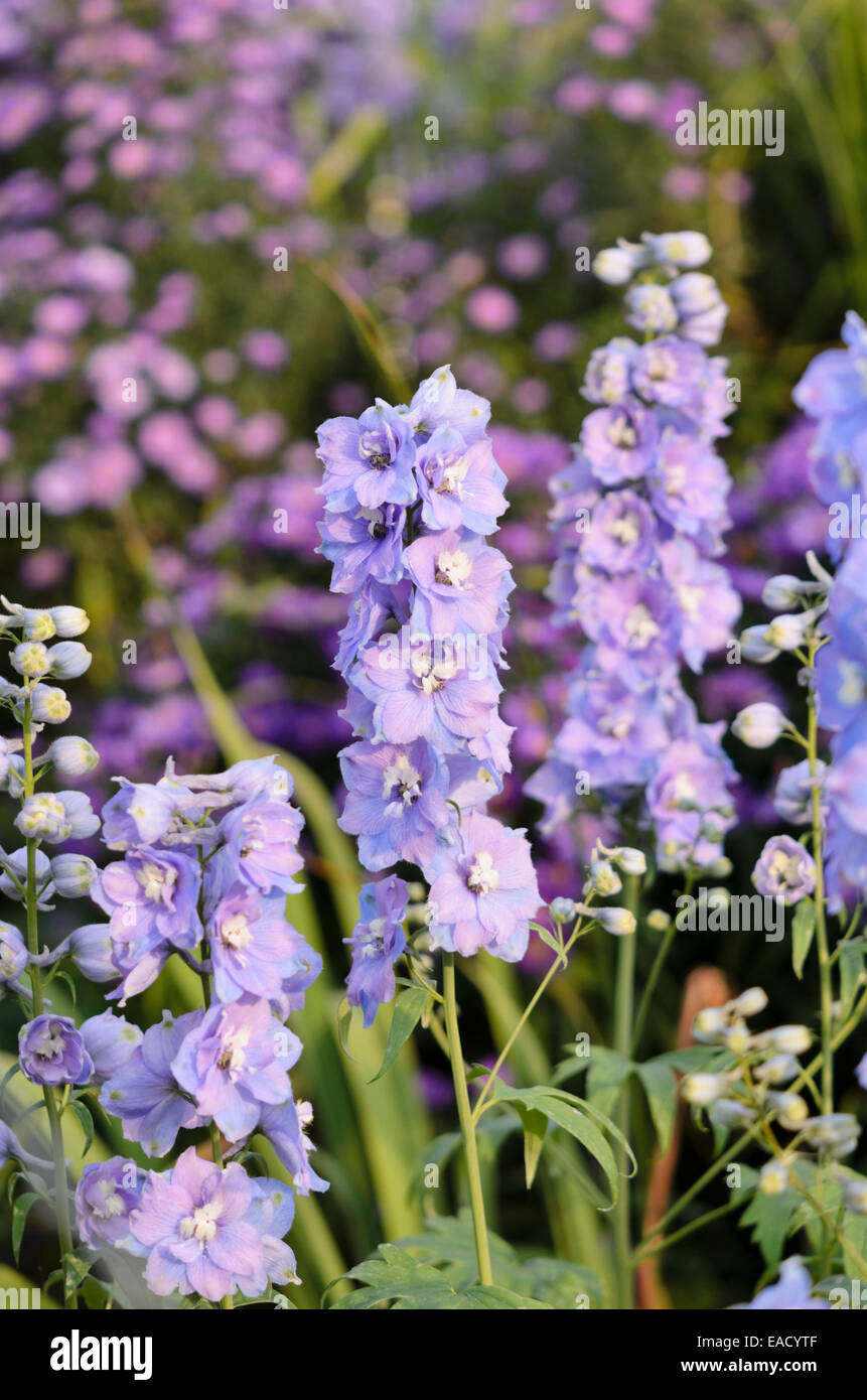 Elatum hi-res stock photography and images - Alamy