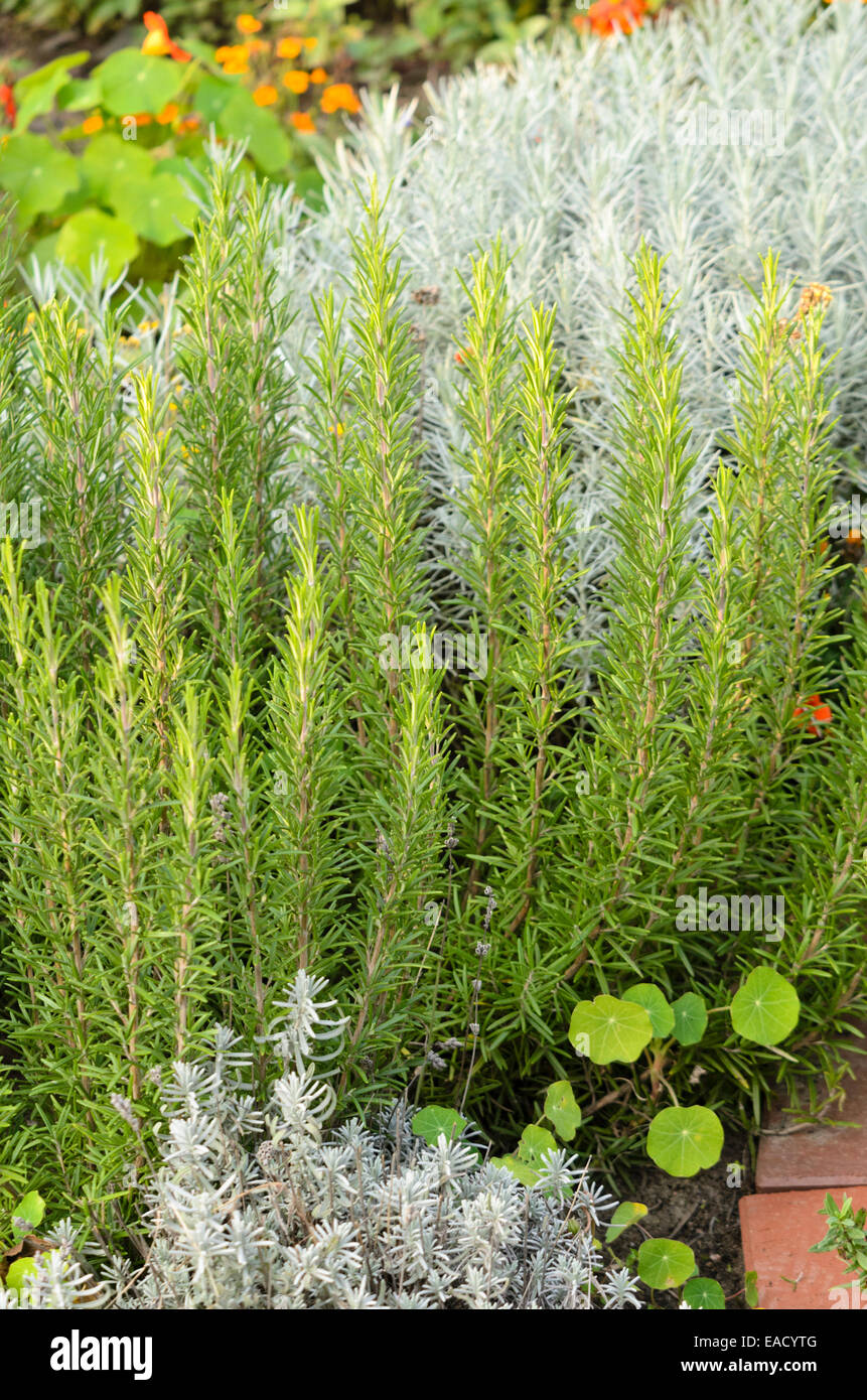 Rosemary (Rosmarinus officinalis Stock Photo - Alamy