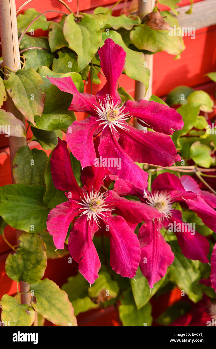 Trellis clematis hi-res stock photography and images - Alamy