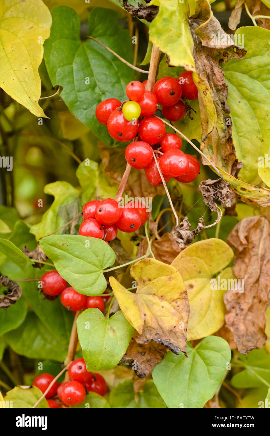 Black bryony (Dioscorea communis syn. Tamus communis Stock Photo - Alamy