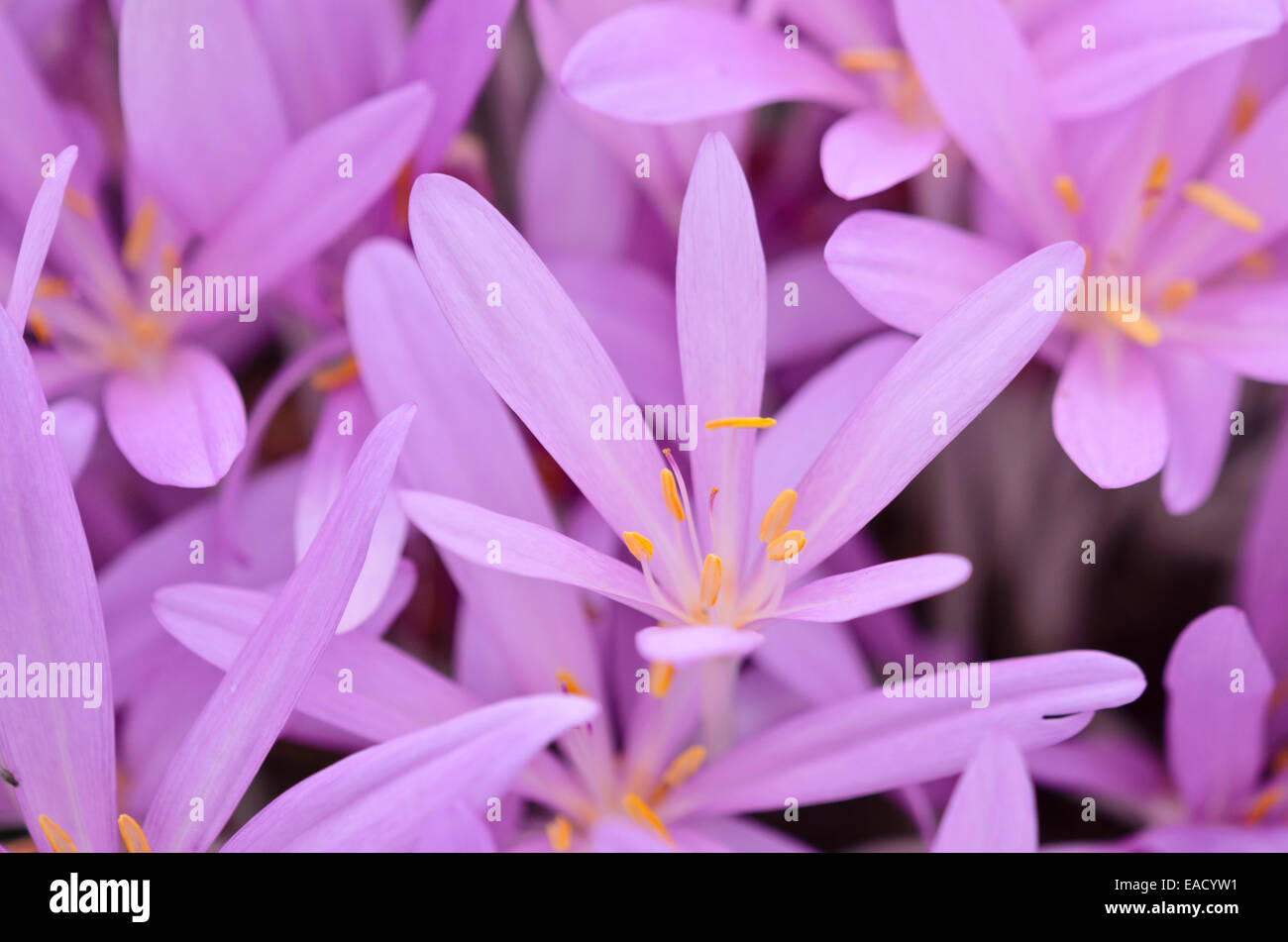 Fall flowering crocus hi-res stock photography and images - Alamy