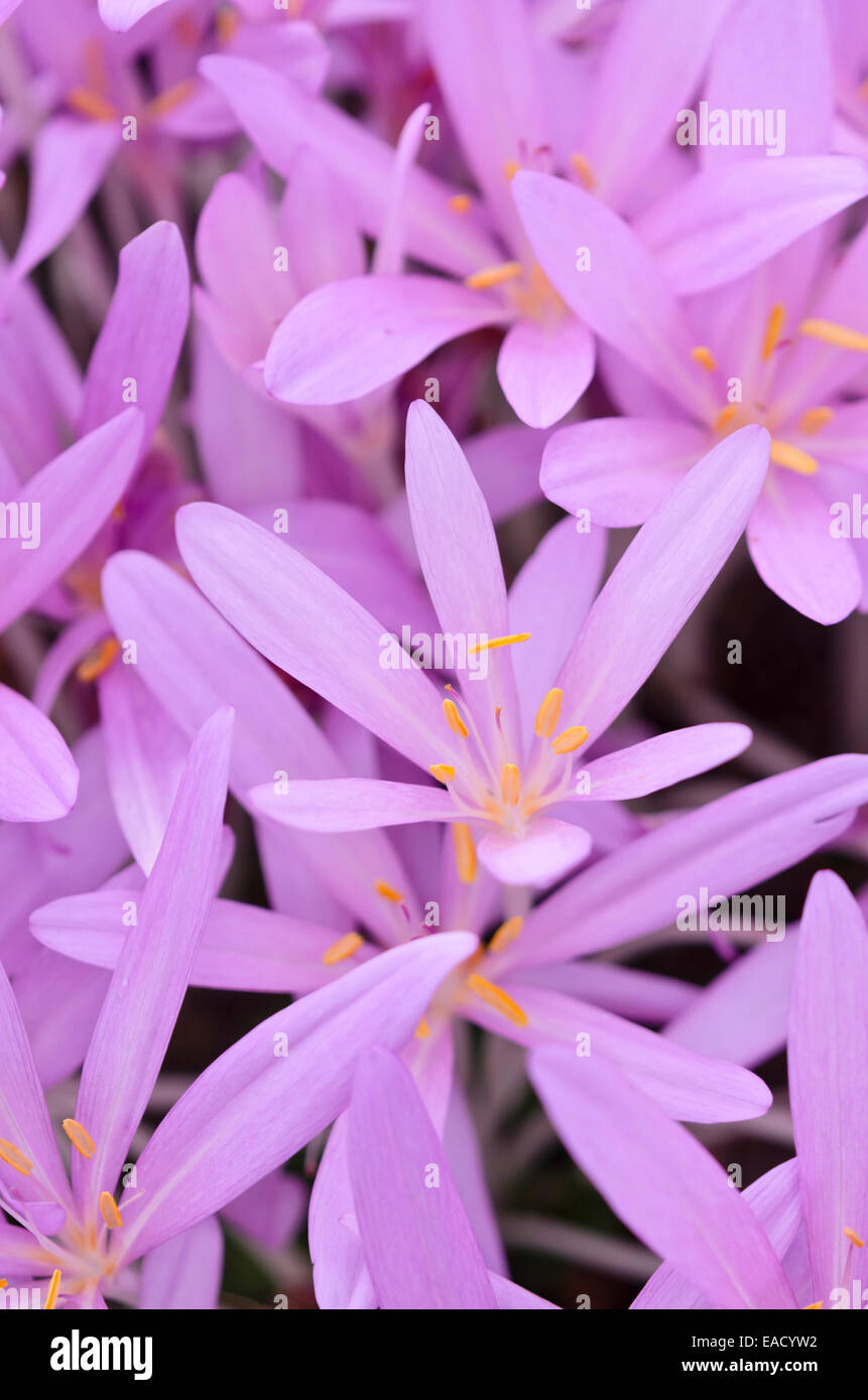 Autumn crocus (Colchicum autumnale Stock Photo - Alamy