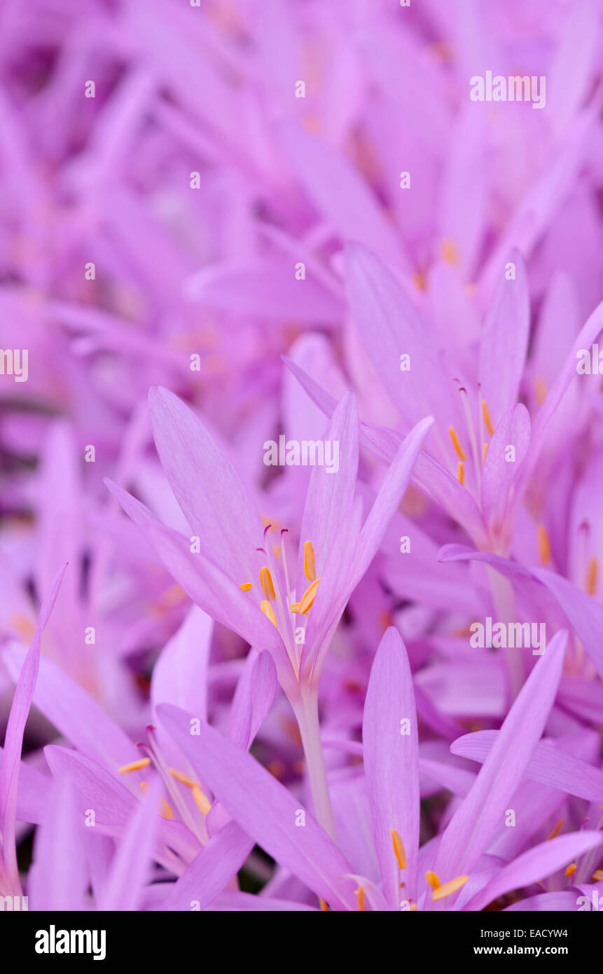 Autumn crocus (Colchicum autumnale Stock Photo - Alamy