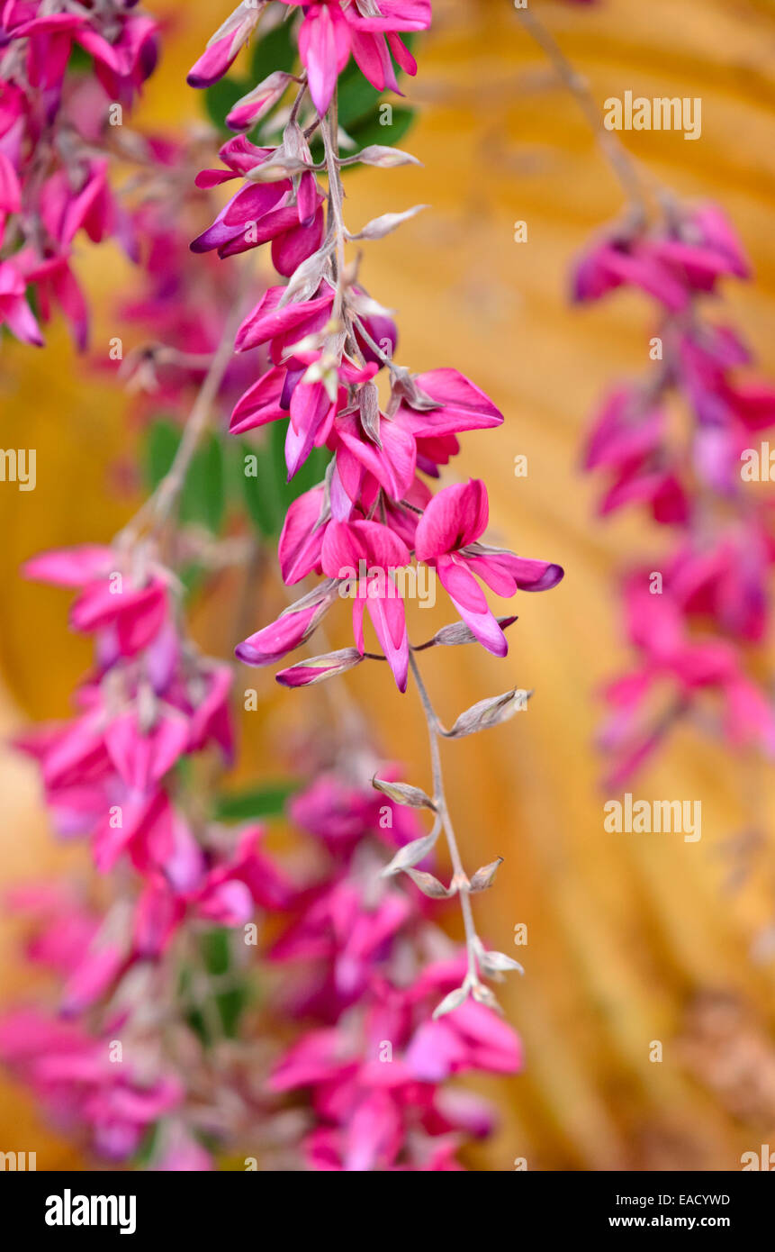 Thunberg's bushclover (Lespedeza thunbergii Stock Photo - Alamy