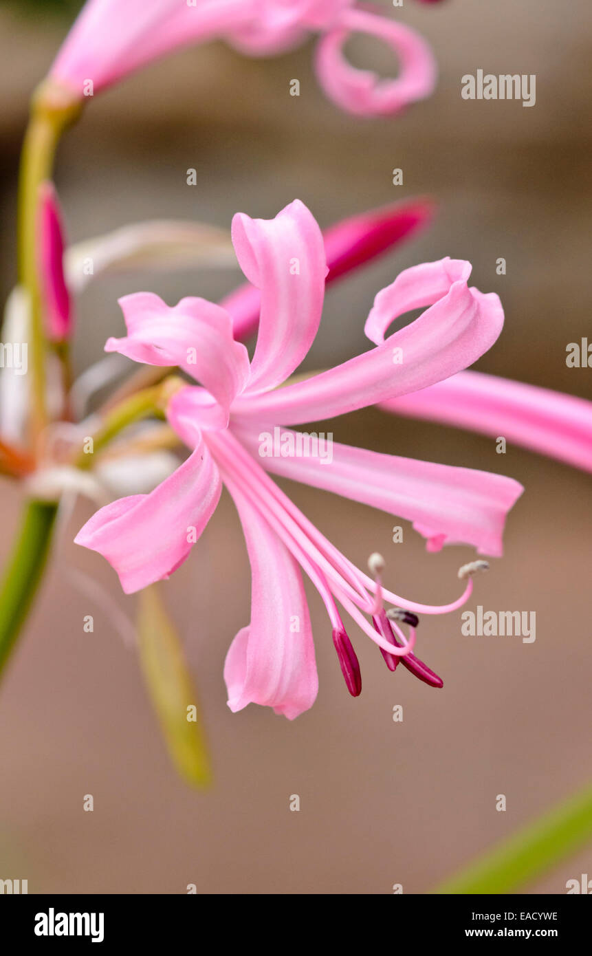 Nerine species hi-res stock photography and images - Alamy