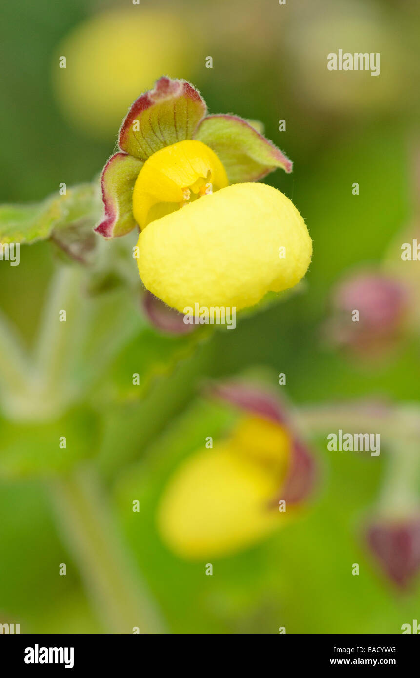 Calceolaria slipper hi-res stock photography and images - Alamy