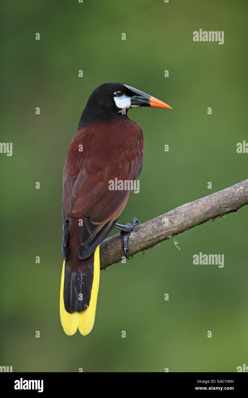 Montezuma Oropendola, Psarocolius montezuma, portrait Stock Photo - Alamy