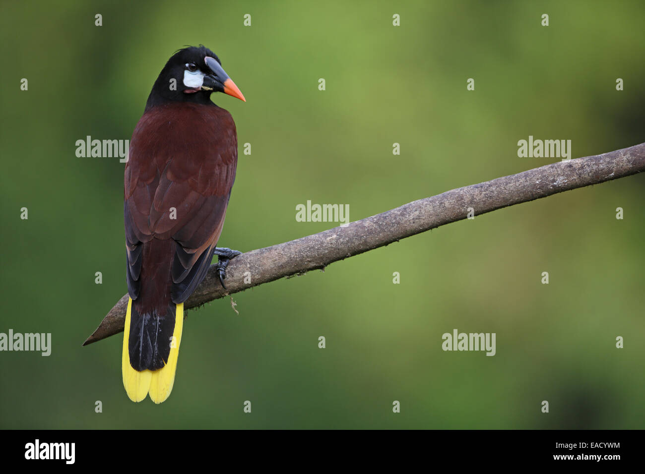 Oropendola bird nest hi-res stock photography and images - Alamy
