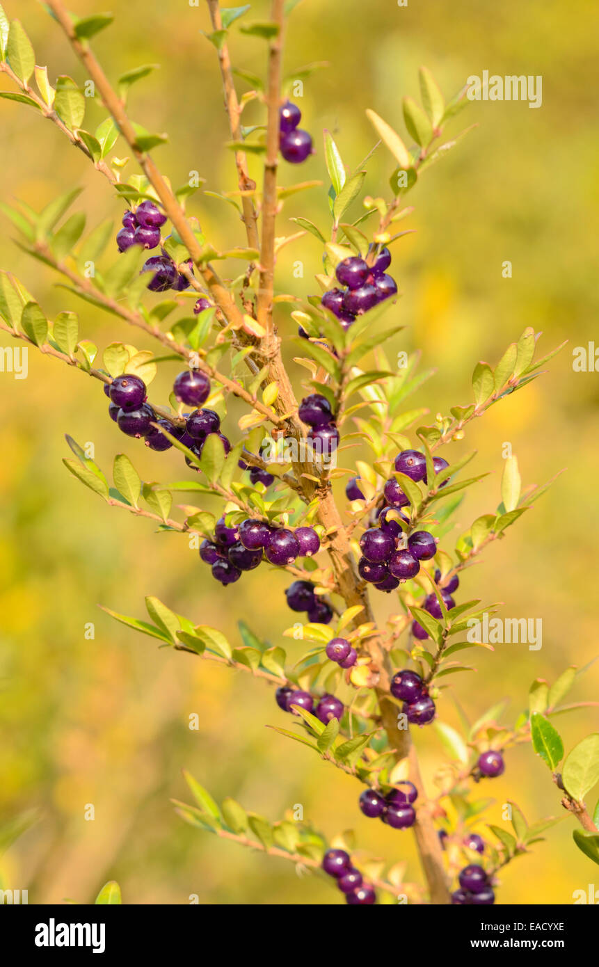 Privet honeysuckle hi-res stock photography and images - Alamy