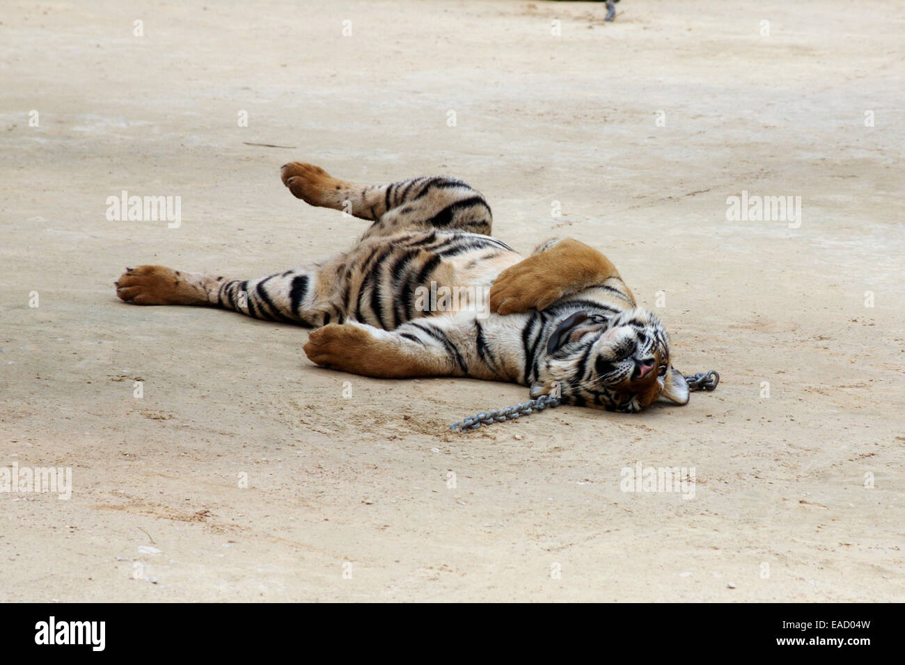 Tiger Temple or Wat Pa Luangta Bua, Indochinese Tiger (Panthera tigris ...