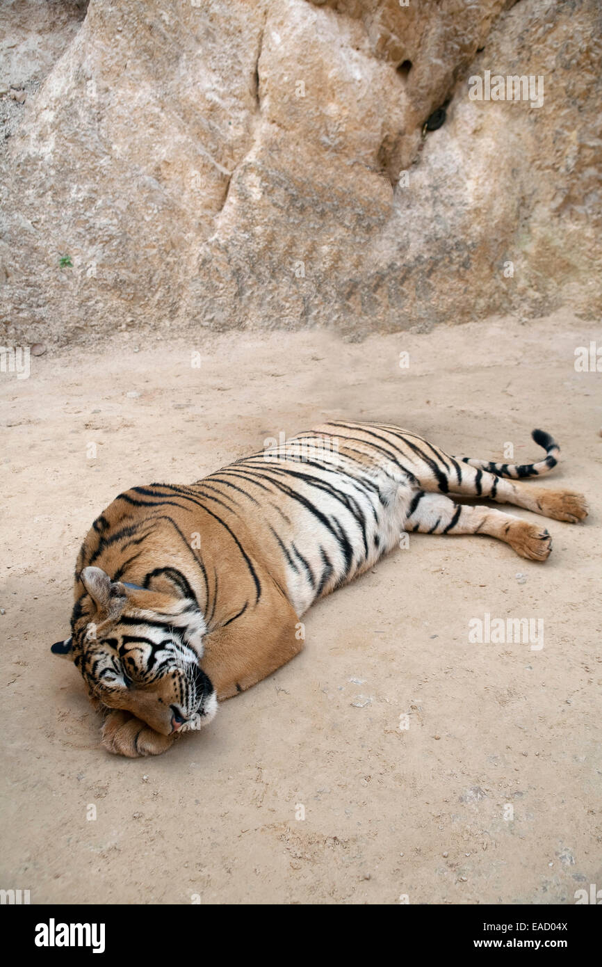 Tiger Temple or Wat Pa Luangta Bua, Indochinese Tiger (Panthera tigris ...