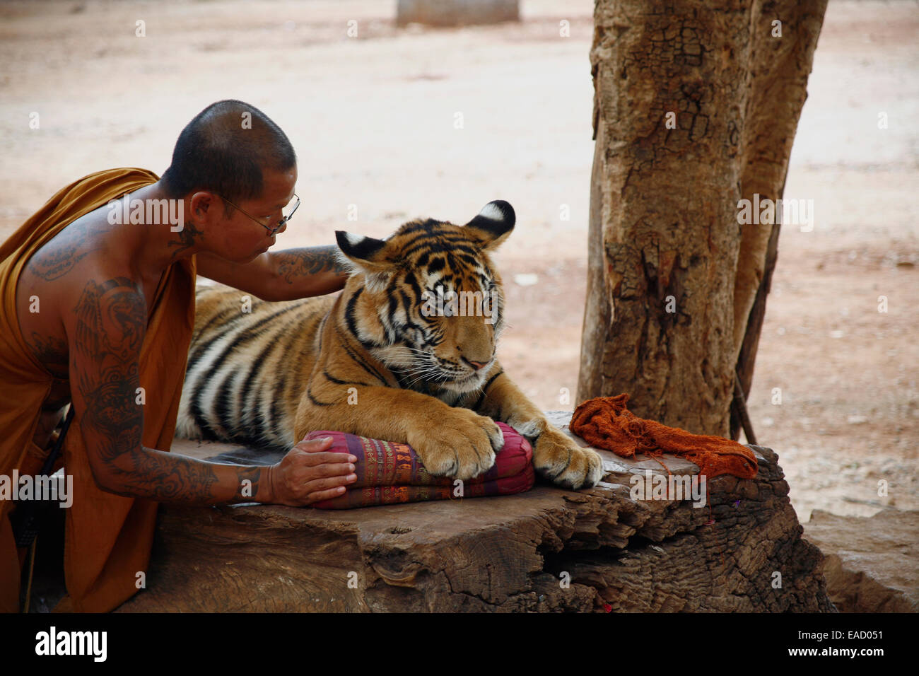 Tiger Temple or Wat Pa Luangta Bua, monk and an Indochinese Tiger ...
