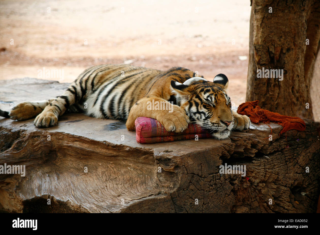Tiger Temple or Wat Pa Luangta Bua, Indochinese Tiger (Panthera tigris ...