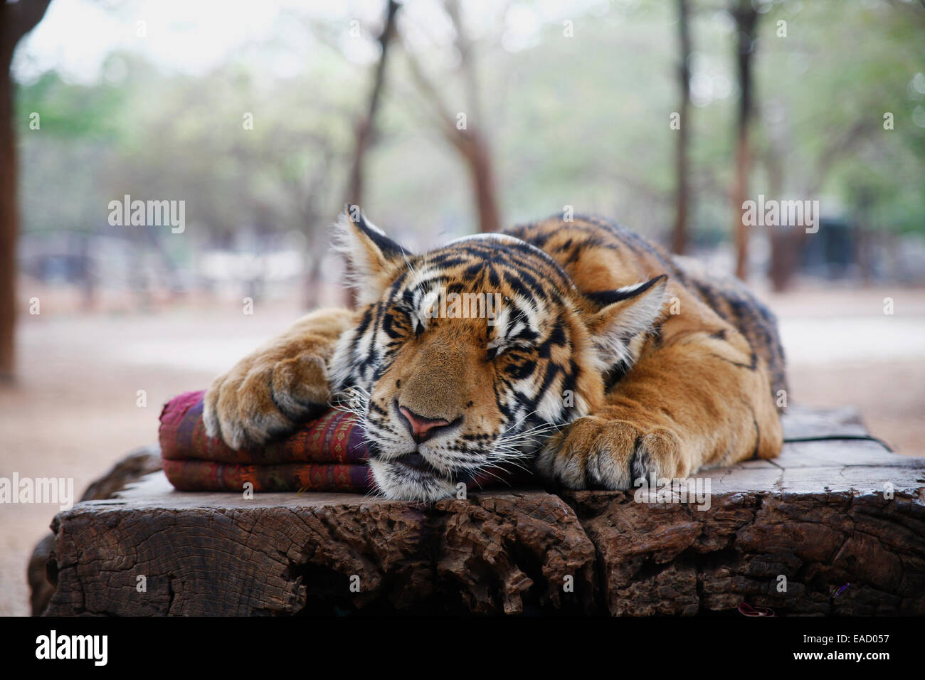 Tiger Temple or Wat Pa Luangta Bua, Indochinese Tiger (Panthera tigris ...