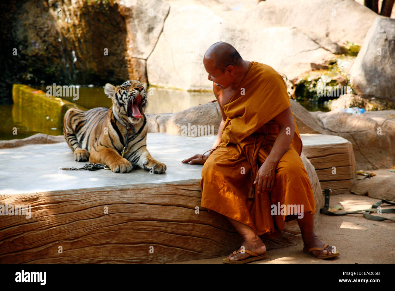 Tiger Temple or Wat Pa Luangta Bua, monk and an Indochinese Tiger ...