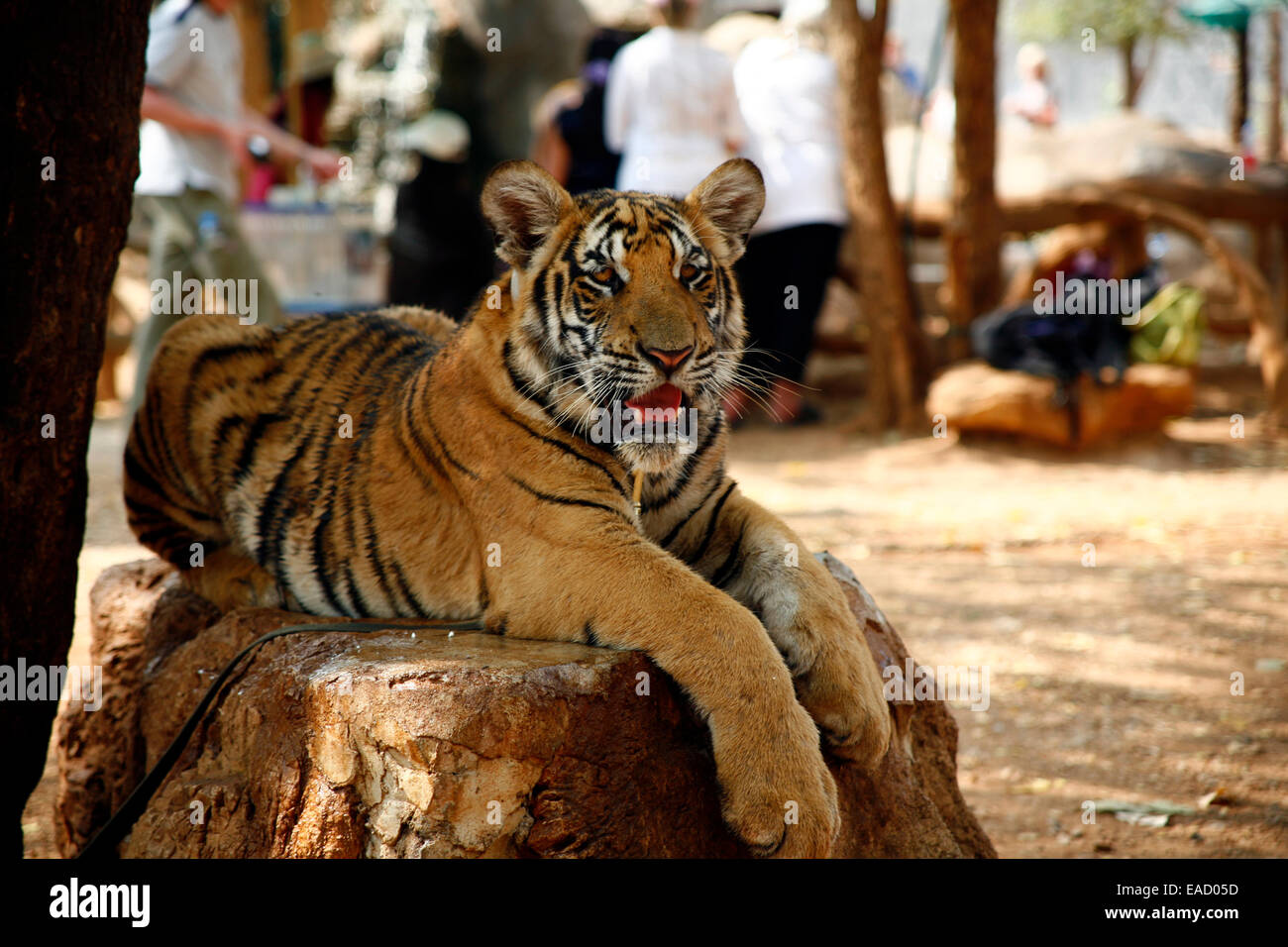 Tiger Temple Stock Photos & Tiger Temple Stock Images - Alamy