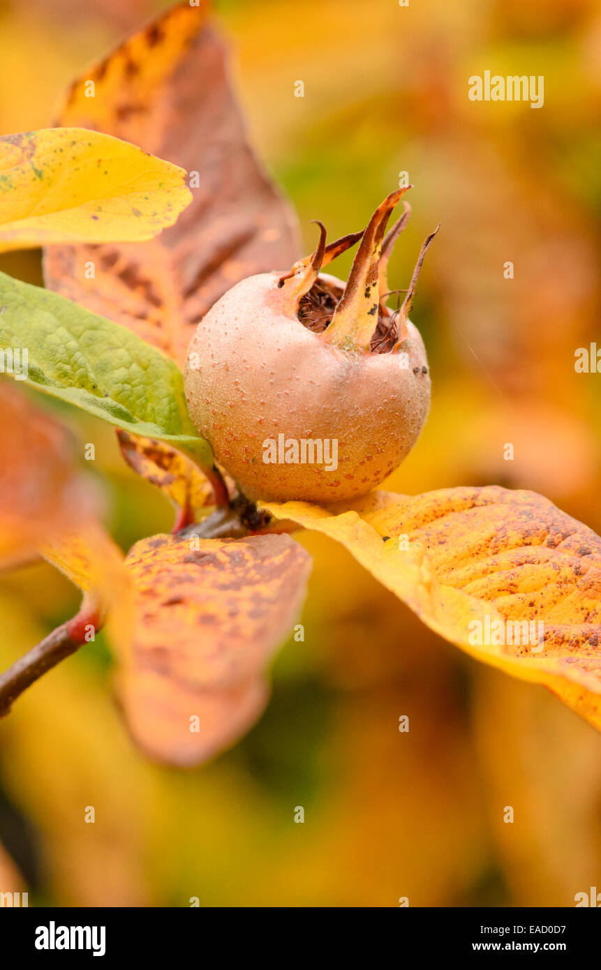 Mespilus germanica hi-res stock photography and images - Alamy