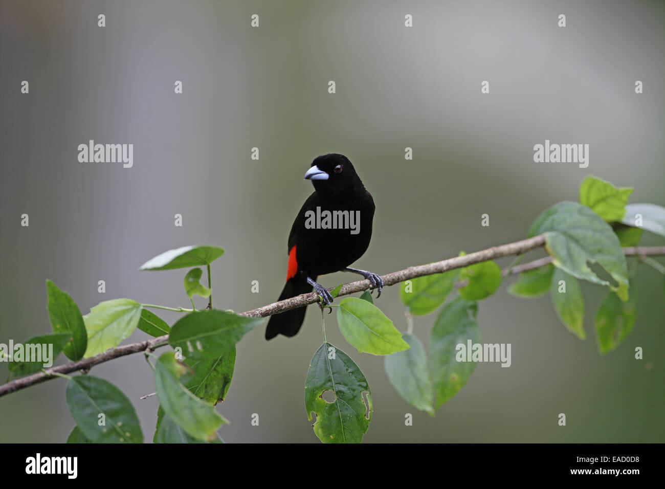 Passerini's Tanager, Ramphocelus passerinii, male Stock Photo - Alamy