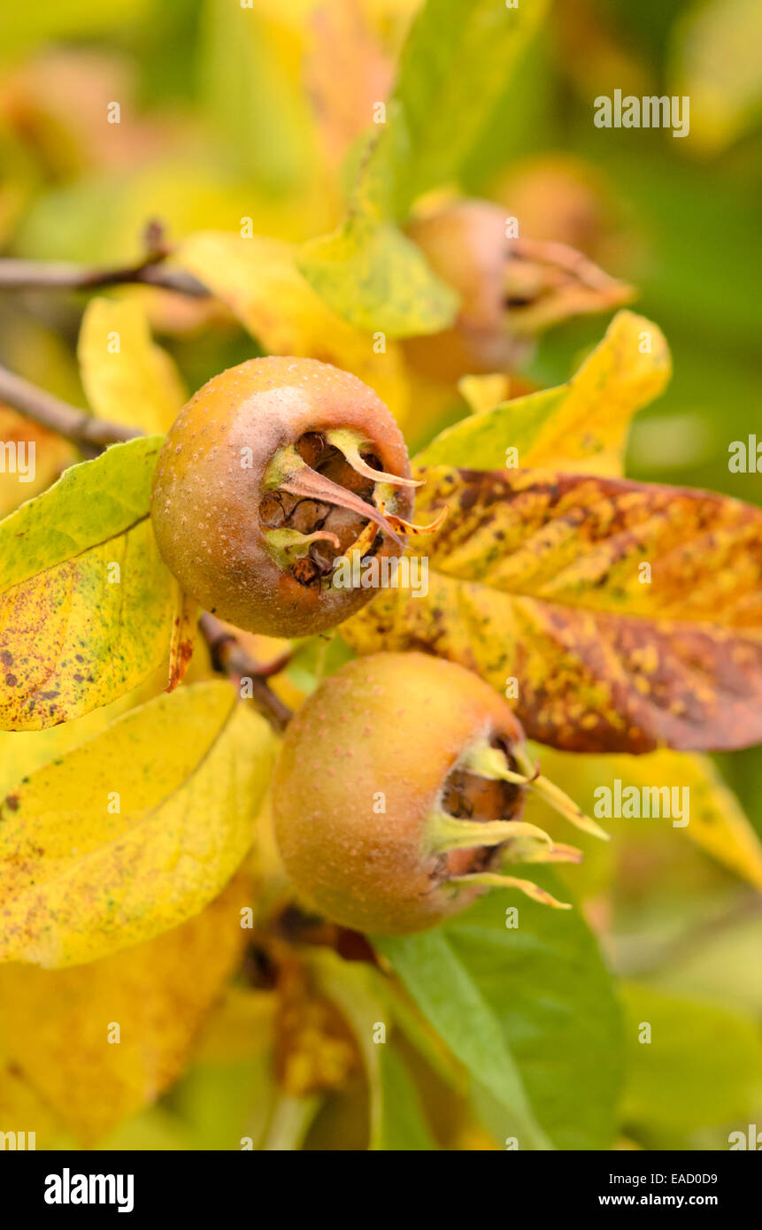 Mespilus hi-res stock photography and images - Alamy