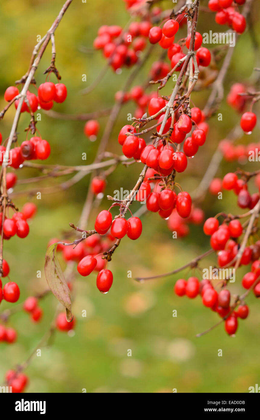Japanese cornelian cherry (Cornus officinalis Stock Photo - Alamy
