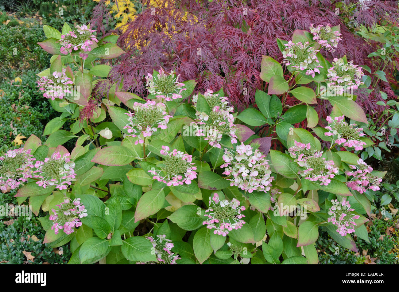 Hydrangea (Hydrangea) and Japanese maple (Acer palmatum 'Dissectum ...