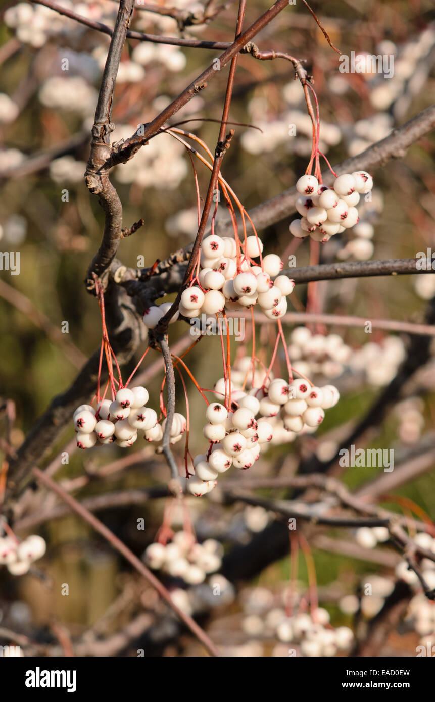 Sorbus fruticosa hi-res stock photography and images - Alamy