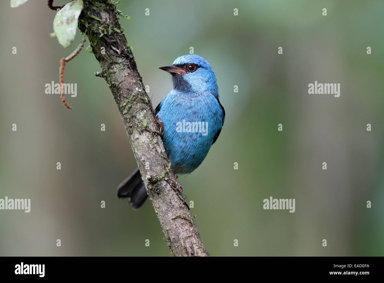 Blue dacnis hi-res stock photography and images - Alamy