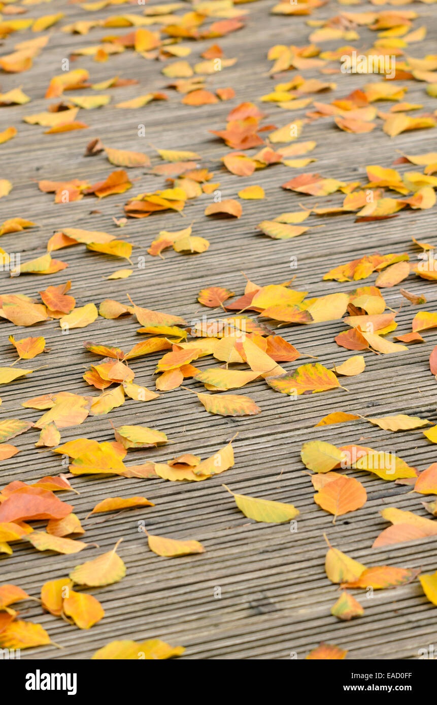 Beech leaves on a decking area Stock Photo - Alamy