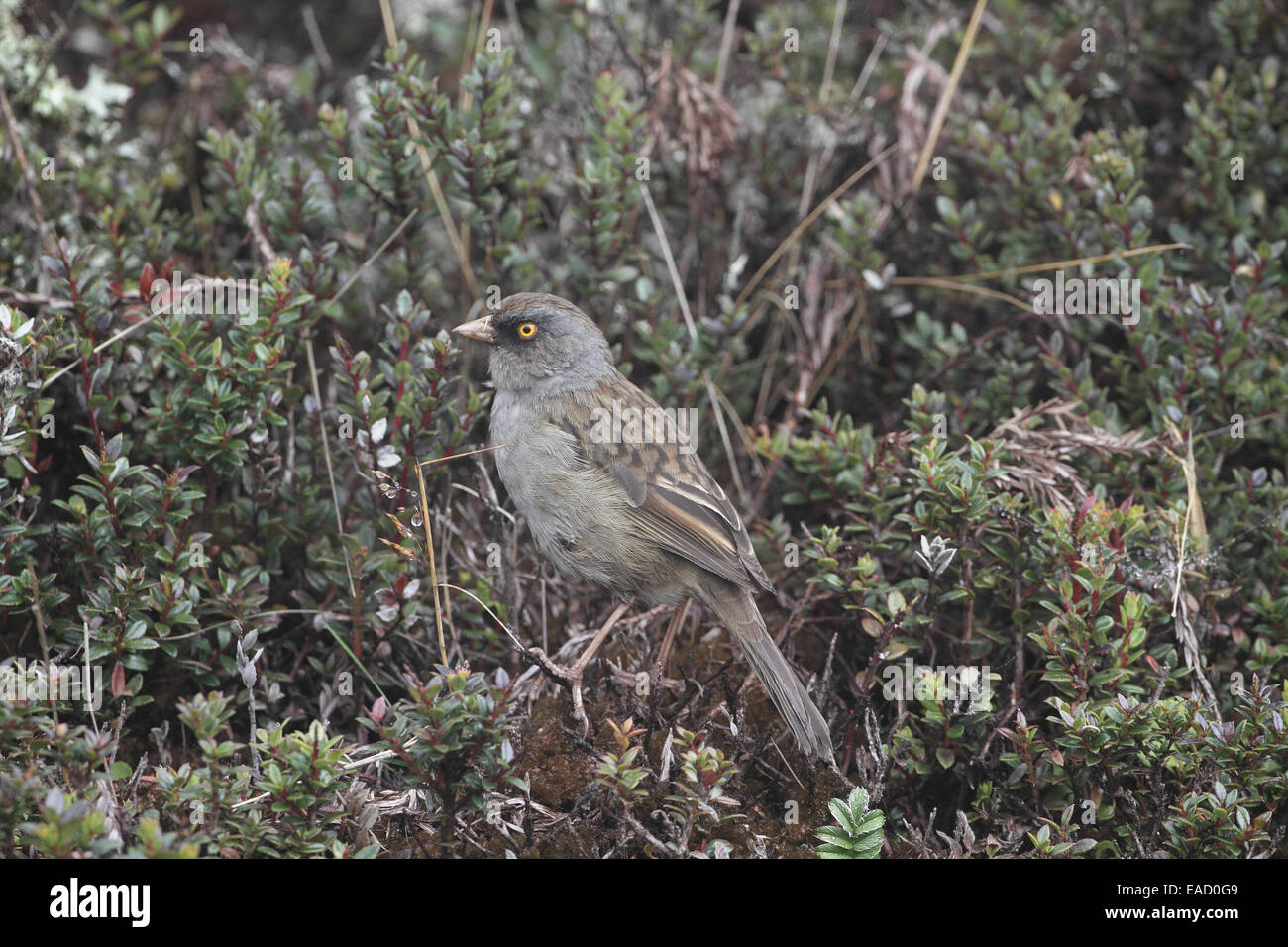 Vulcani hi-res stock photography and images - Alamy