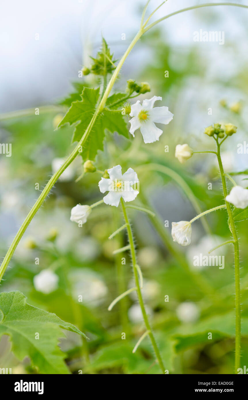 Balsam apple hi-res stock photography and images - Alamy