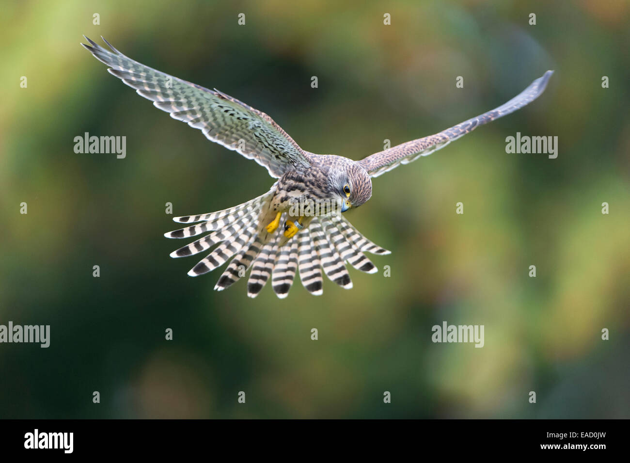 Common Kestrel (Falco tinnunculus), female in flight, Wildpark Neuhaus ...