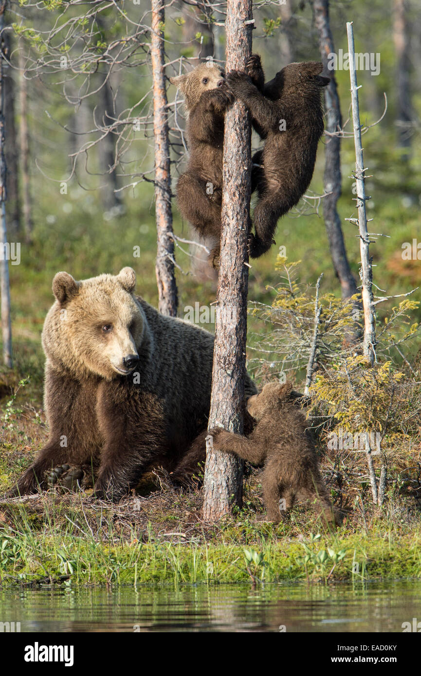Three trunk tree hi-res stock photography and images - Alamy