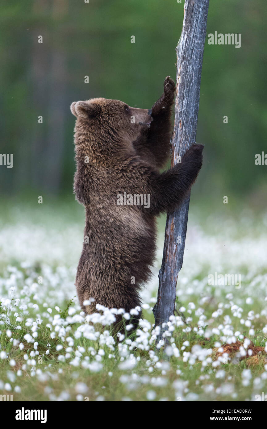 Tree trunk with grass hi-res stock photography and images - Alamy