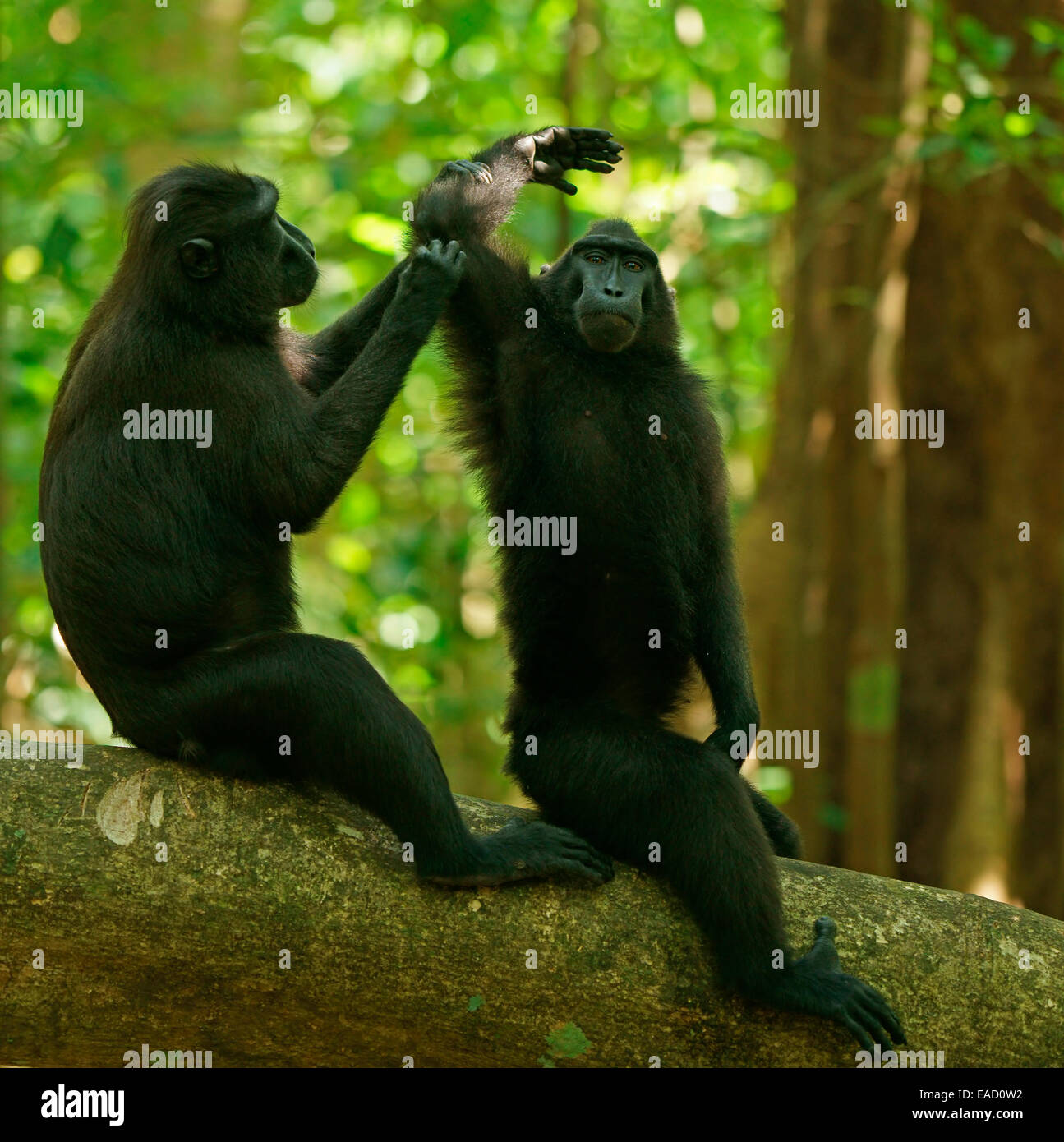 Two Celebes Crested Macaques (Macaca nigra), grooming, Tangkoko ...