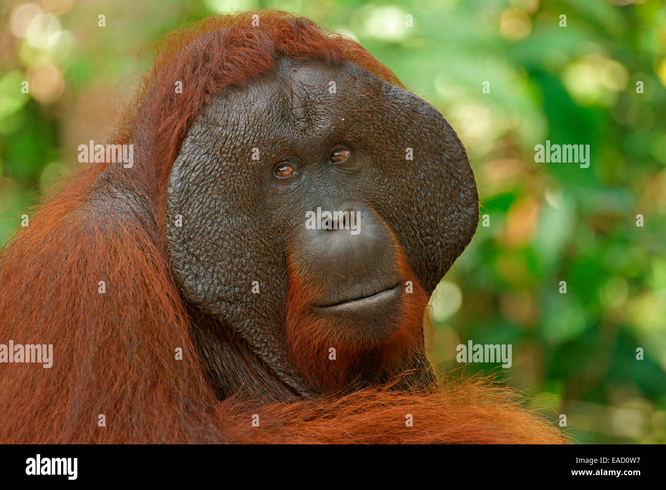 Bornean Orangutan (Pongo pygmaeus), male, Tanjung Puting National Park ...