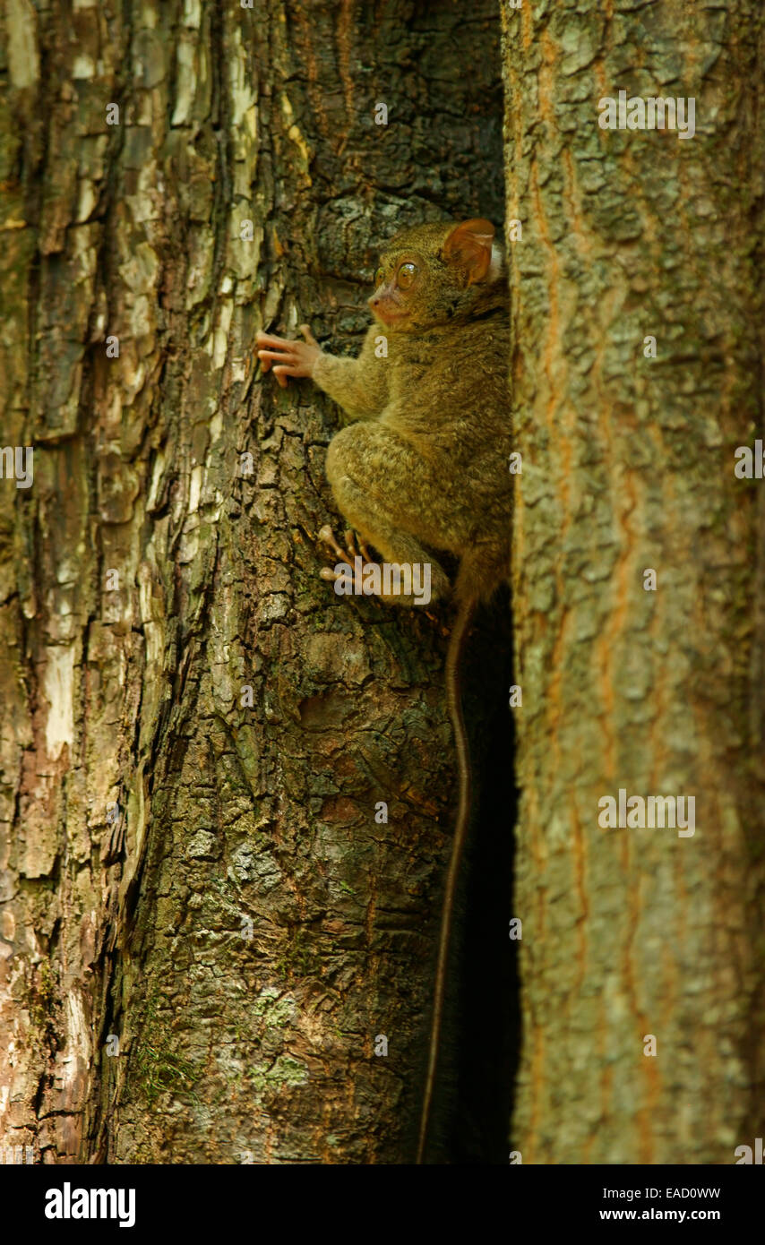 Spectral Tarsier (Tarsius spectrum, Tarsius tarsier), Tangkoko National ...
