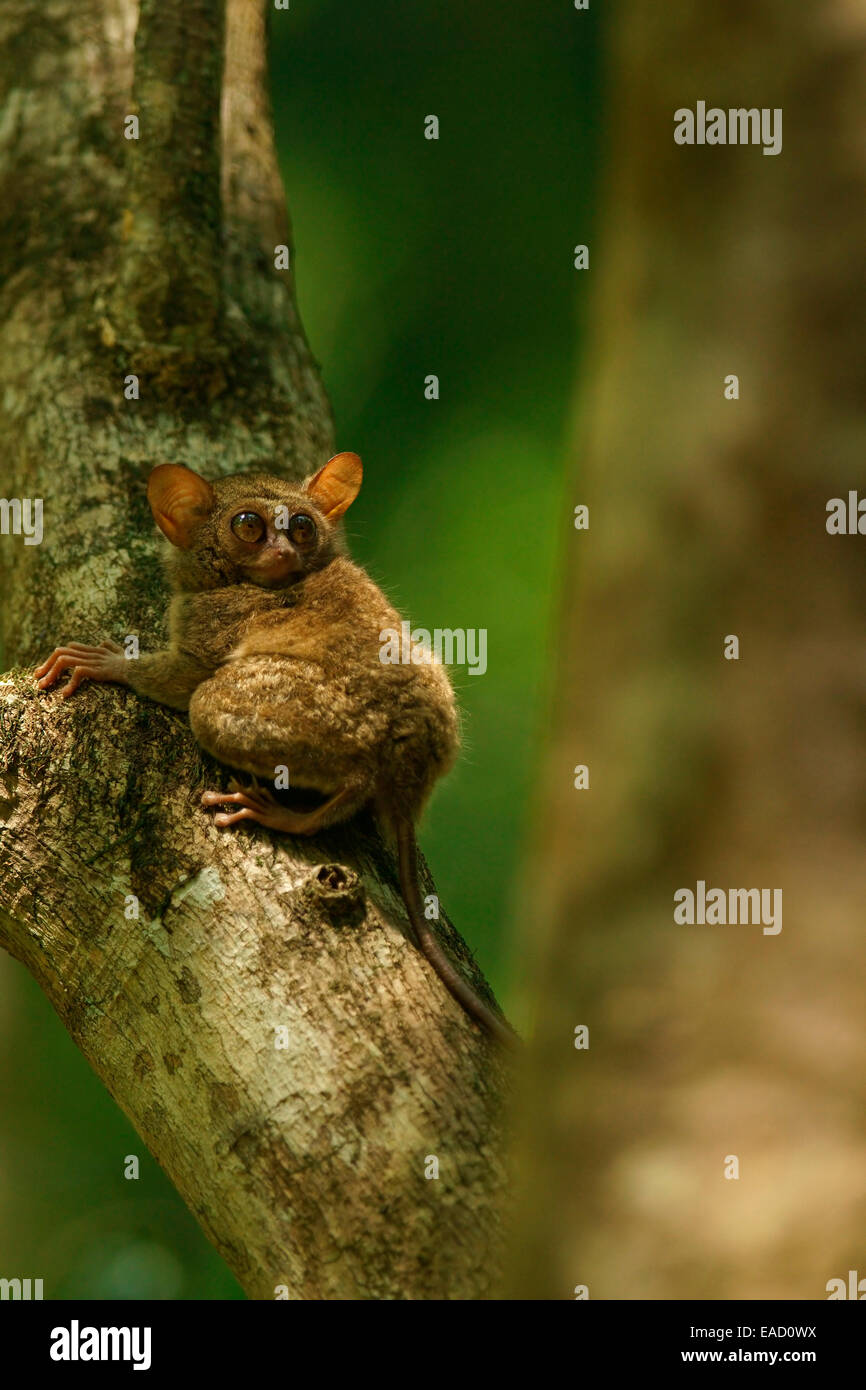 Spectral Tarsier (Tarsius spectrum, Tarsius tarsier), Tangkoko National ...
