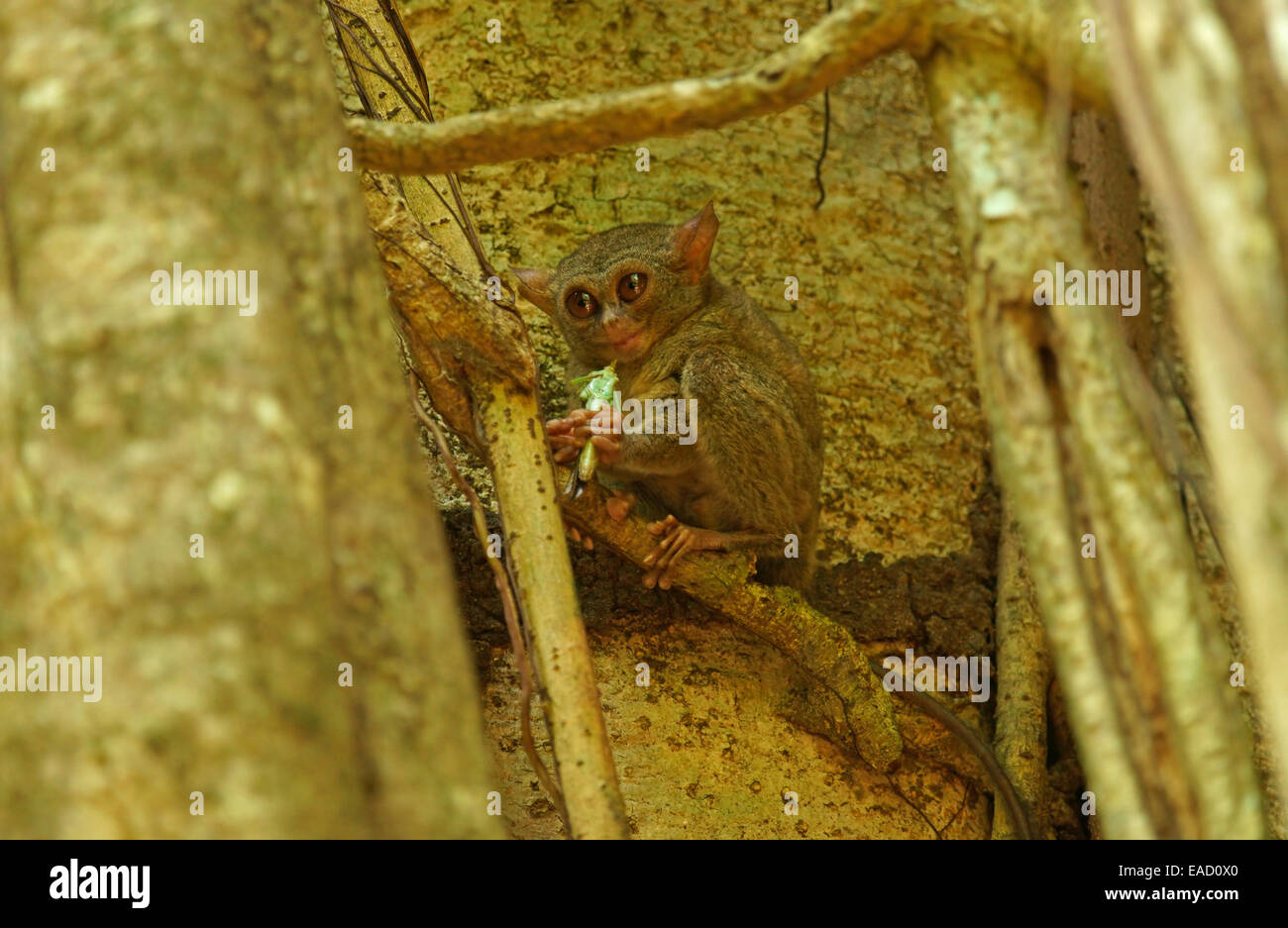 Spectral Tarsier (Tarsius spectrum, Tarsius tarsier), Tangkoko National ...